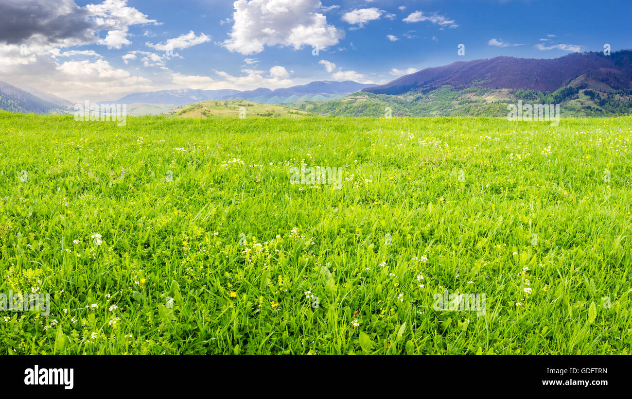 rural landscape. fresh grass on the flat meadow near the high mountains ...