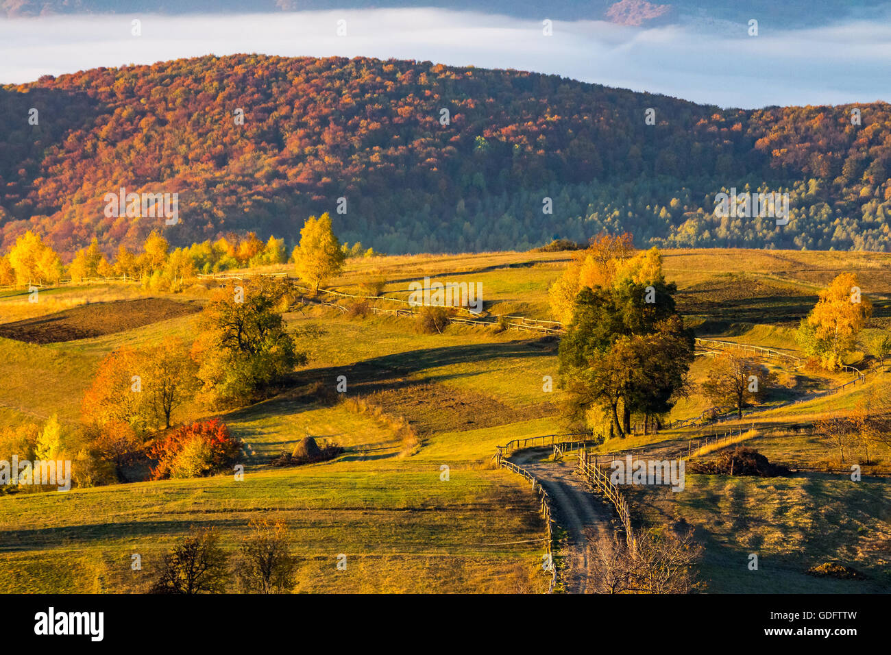 fence near the meadow and trees on the hillside. forest in fog on the ...
