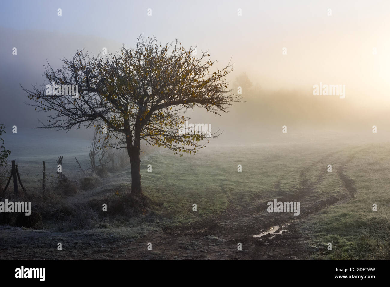 Tree in autumn trees landscape landscape fog nature nature hi-res stock ...