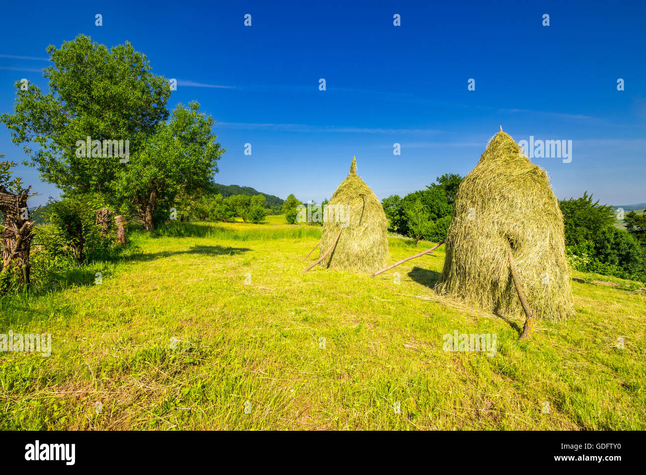 two haystacks and a tree on a green meadow at the mountain hill Stock ...
