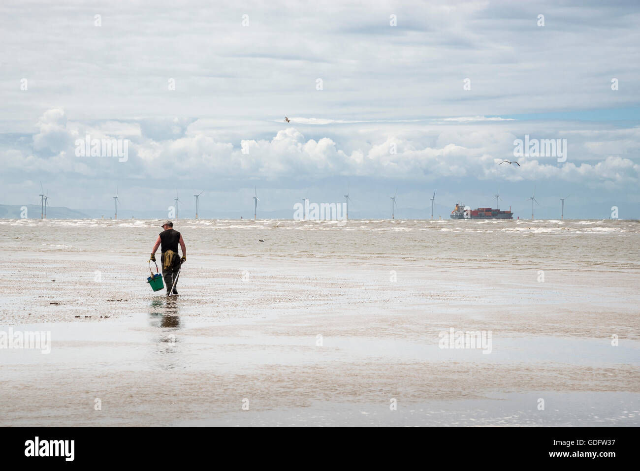 Man collecting clams on the beach at Formby point, Merseyside Stock ...