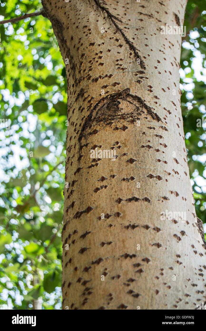 the knot of the poplar, looks like a eye on the tree Stock Photo - Alamy