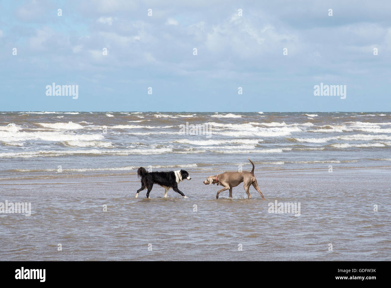 Two dogs making friends at the seaside. Taken at Formby point on the ...
