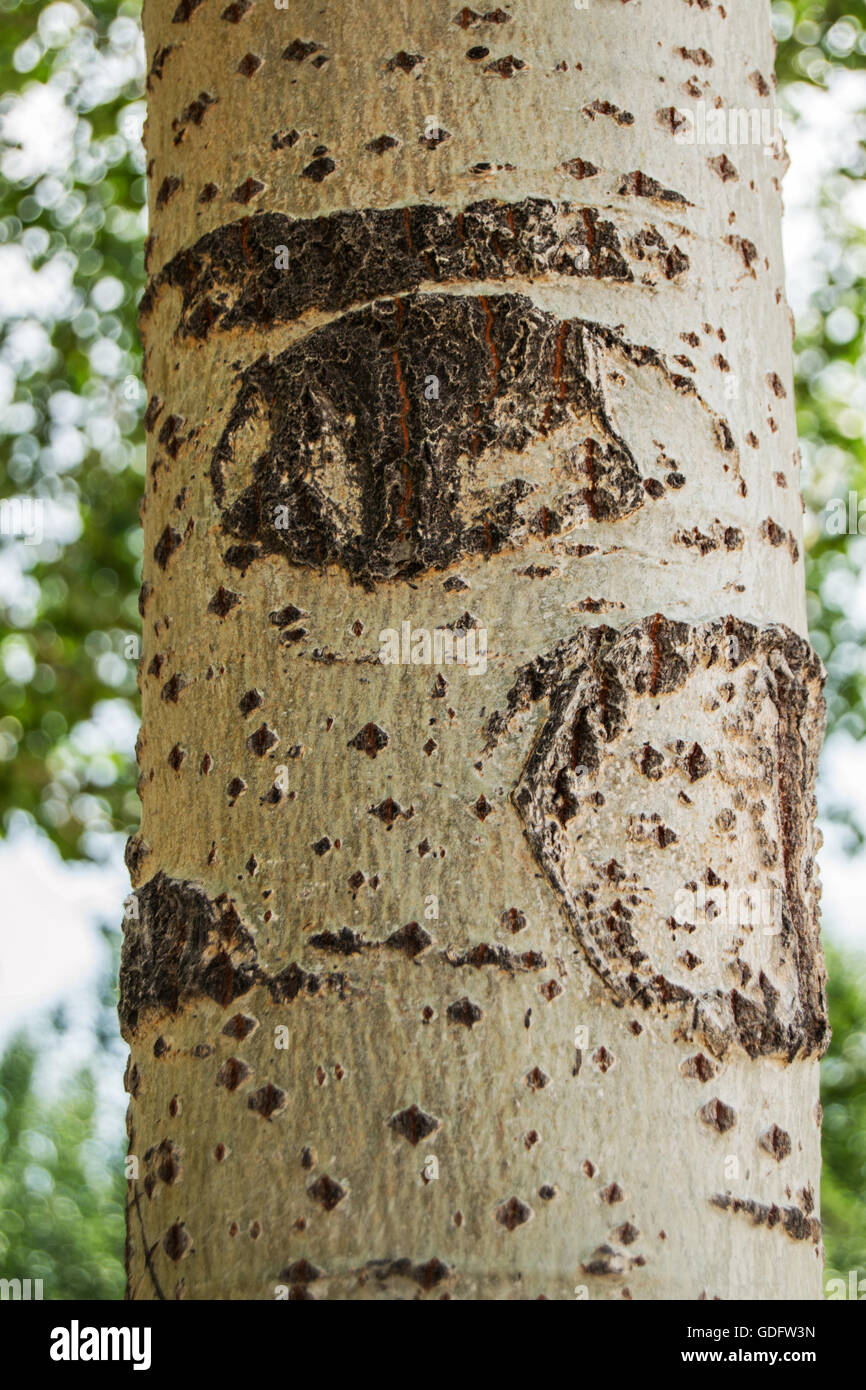 the knot of the poplar, looks like a eye on the tree Stock Photo - Alamy