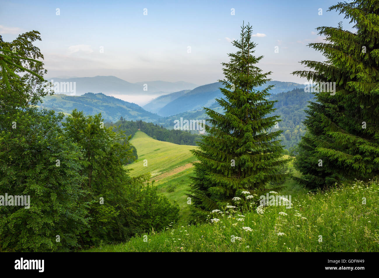 coniferous forest on a steep mountain slope Stock Photo - Alamy