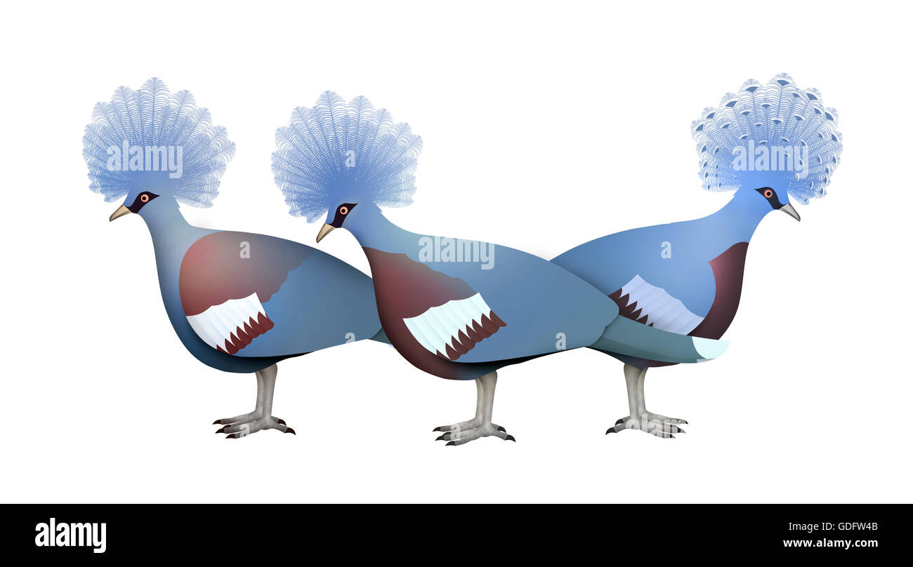 Crowned Pigeon Species (L - R) Western, Southern and Victoria Crowned ...