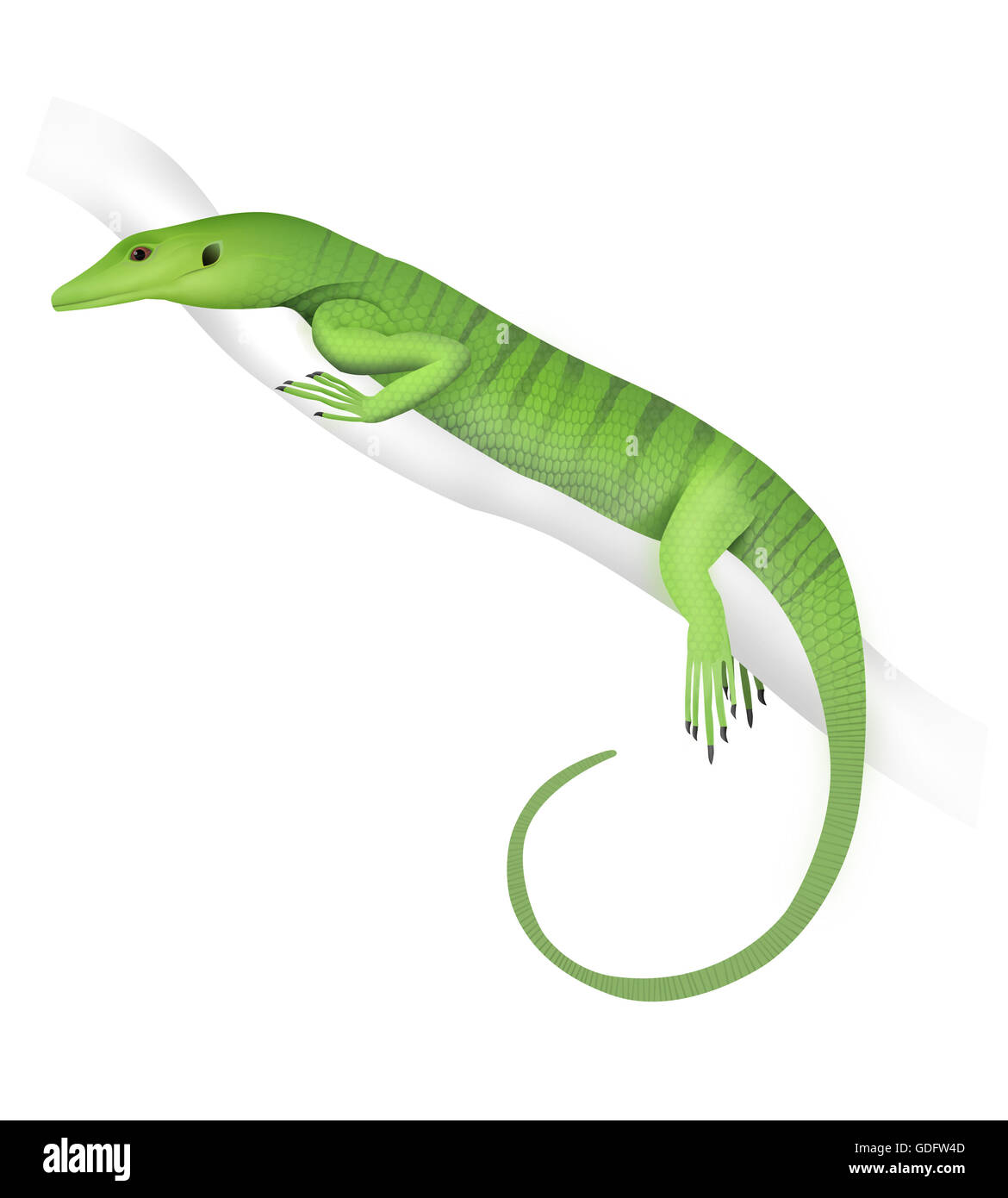 Side branch tree Cut Out Stock Images & Pictures - Alamy