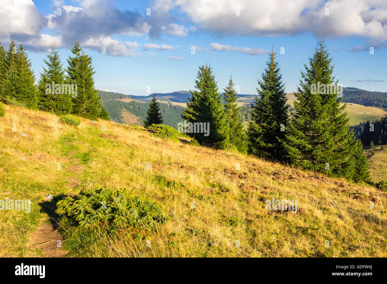 two fir trees on hillside of mountain range with coniferous forest and ...