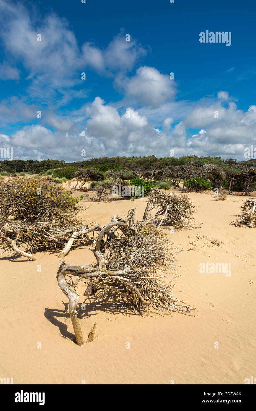 Windy trees hi-res stock photography and images - Alamy