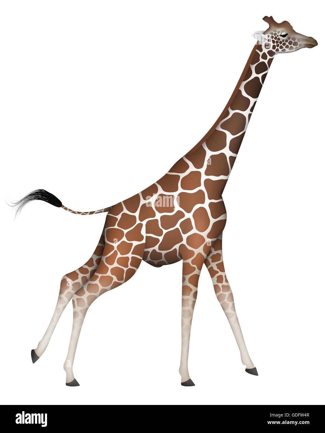 Reticulated Giraffe (Giraffa camelopardalis reticulata). Adult male ...