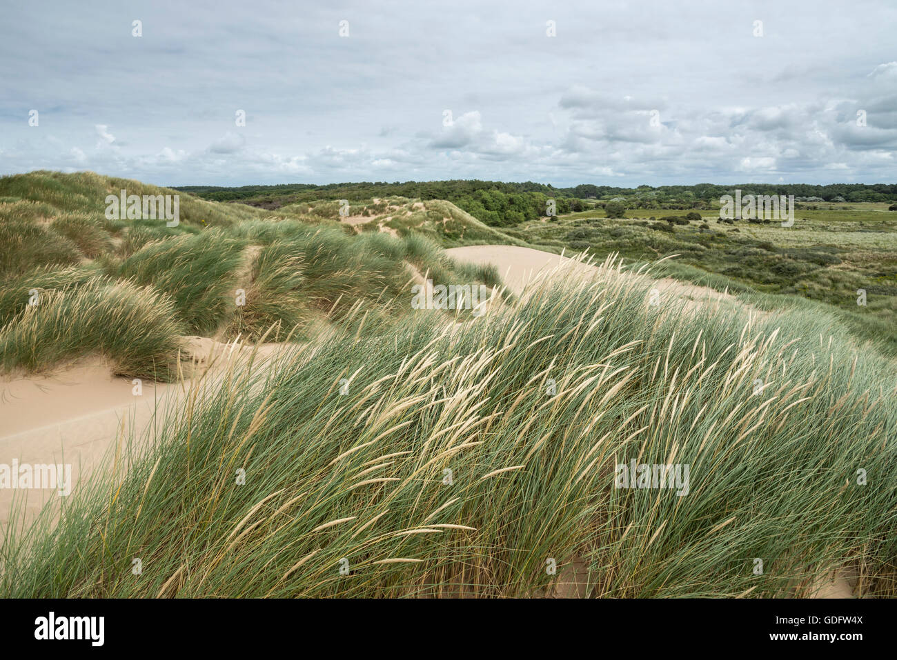 Marram grass growing on sand dunes at Formby point on the coast of ...