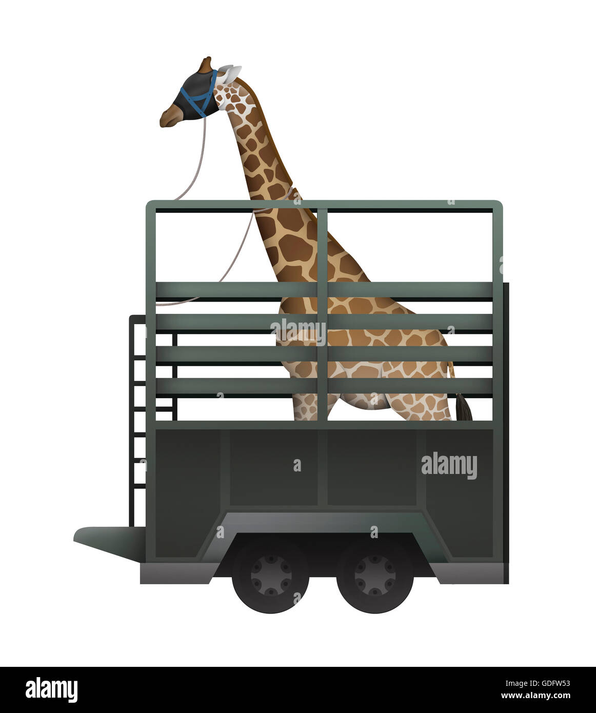 Giraffe conservation transport hi-res stock photography and images - Alamy