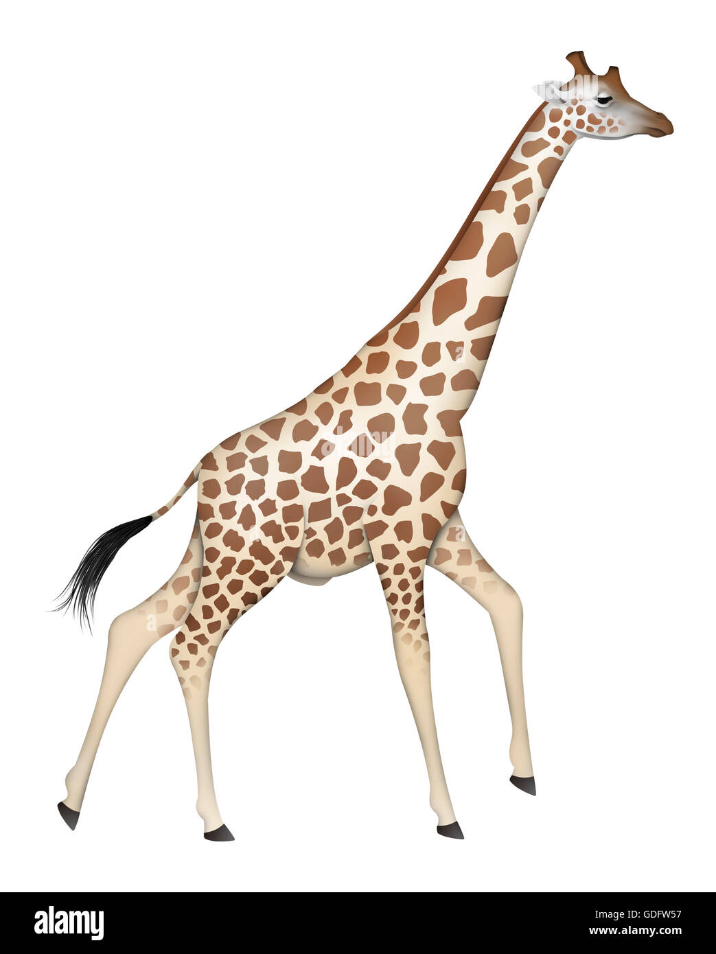 West African Giraffe (Giraffa camelopardalis peralta) . Adult male ...