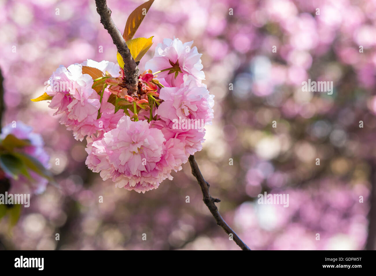 delicate pink flowers blossomed Japanese cherry trees in front of ...