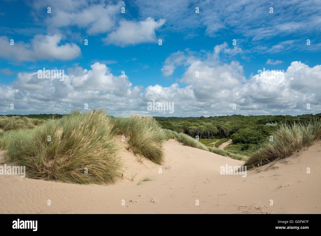 On top of sand dunes at Formby point, Merseyside on a bright summer day ...