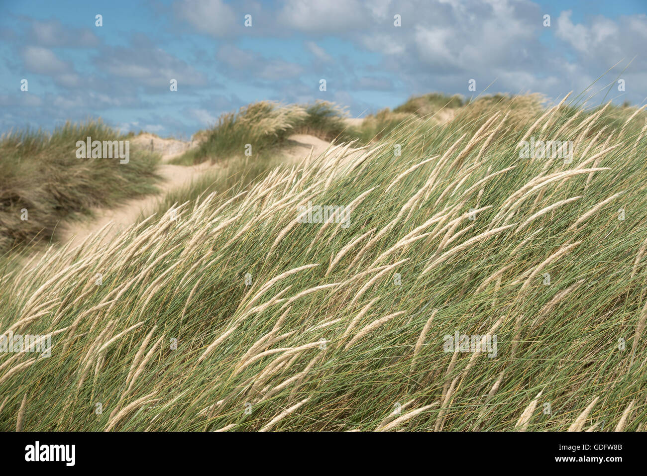Flowering dune grasses in bright sunshine. Taken at Formby point on the ...