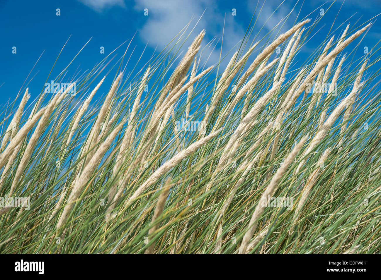 Close up of flowering dune grasses in bright sunshine. Taken at Formby ...