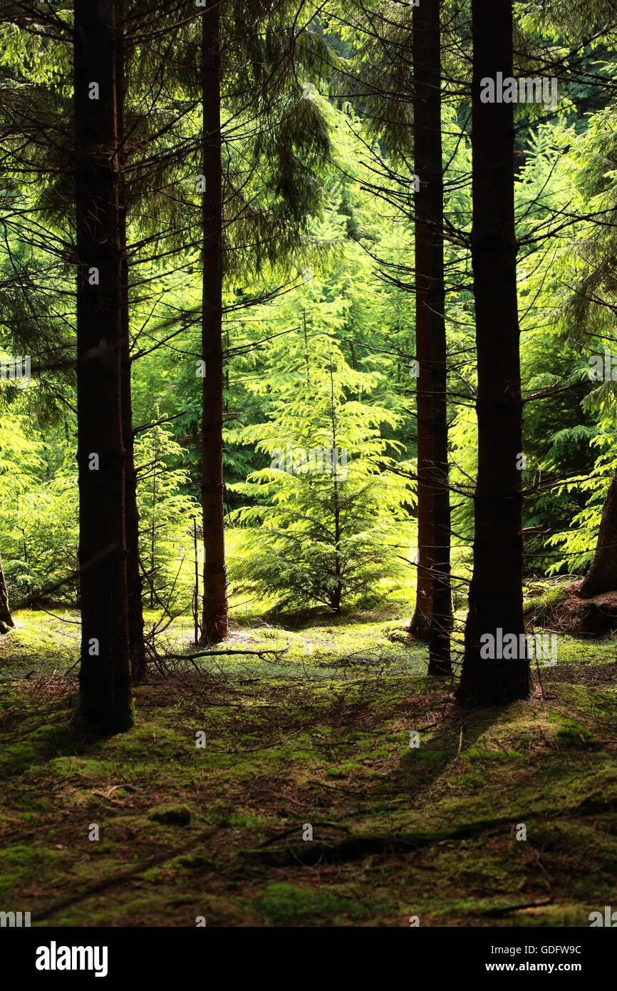 little spruce tree in forest illuminated with sunlight Stock Photo - Alamy