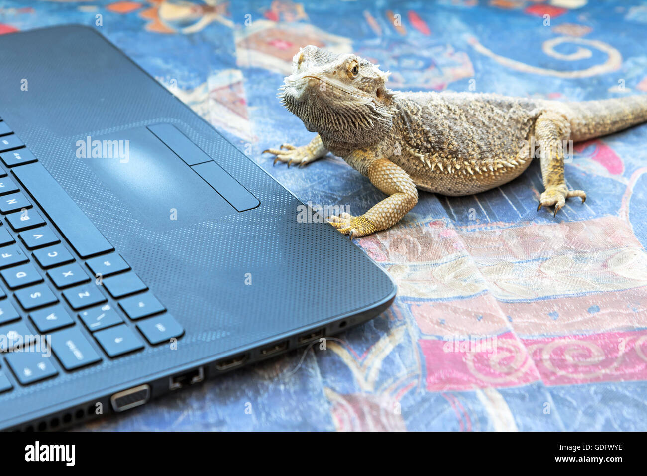 Closeup side view of Agama lizard lying on a sofa in front of a open ...