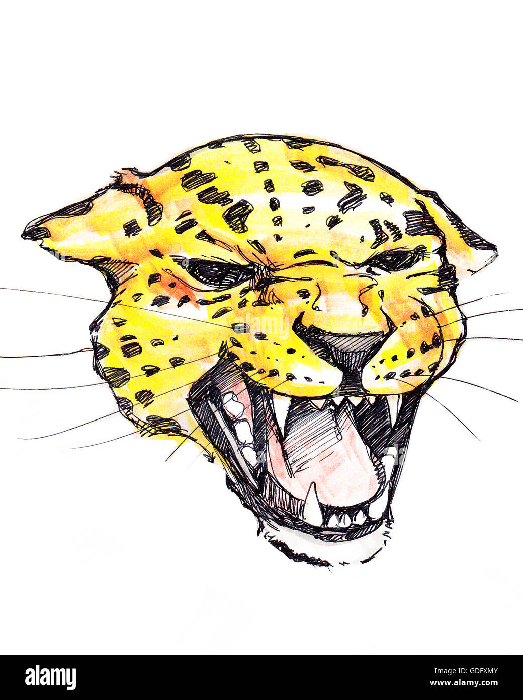 Hand drawn illustration or drawing of a leopard head Stock Photo - Alamy
