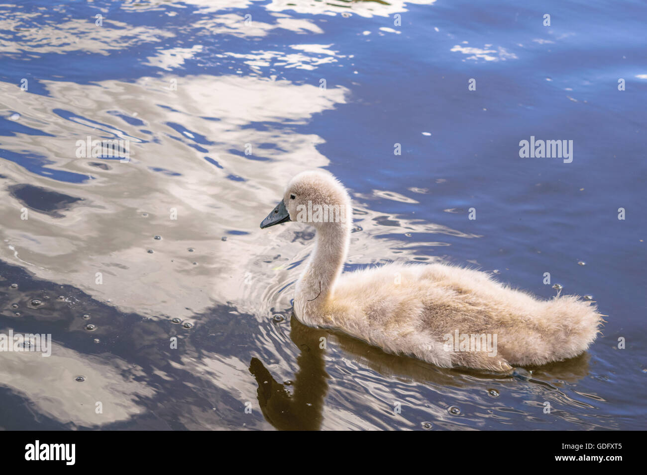 Swan baby hi-res stock photography and images - Alamy