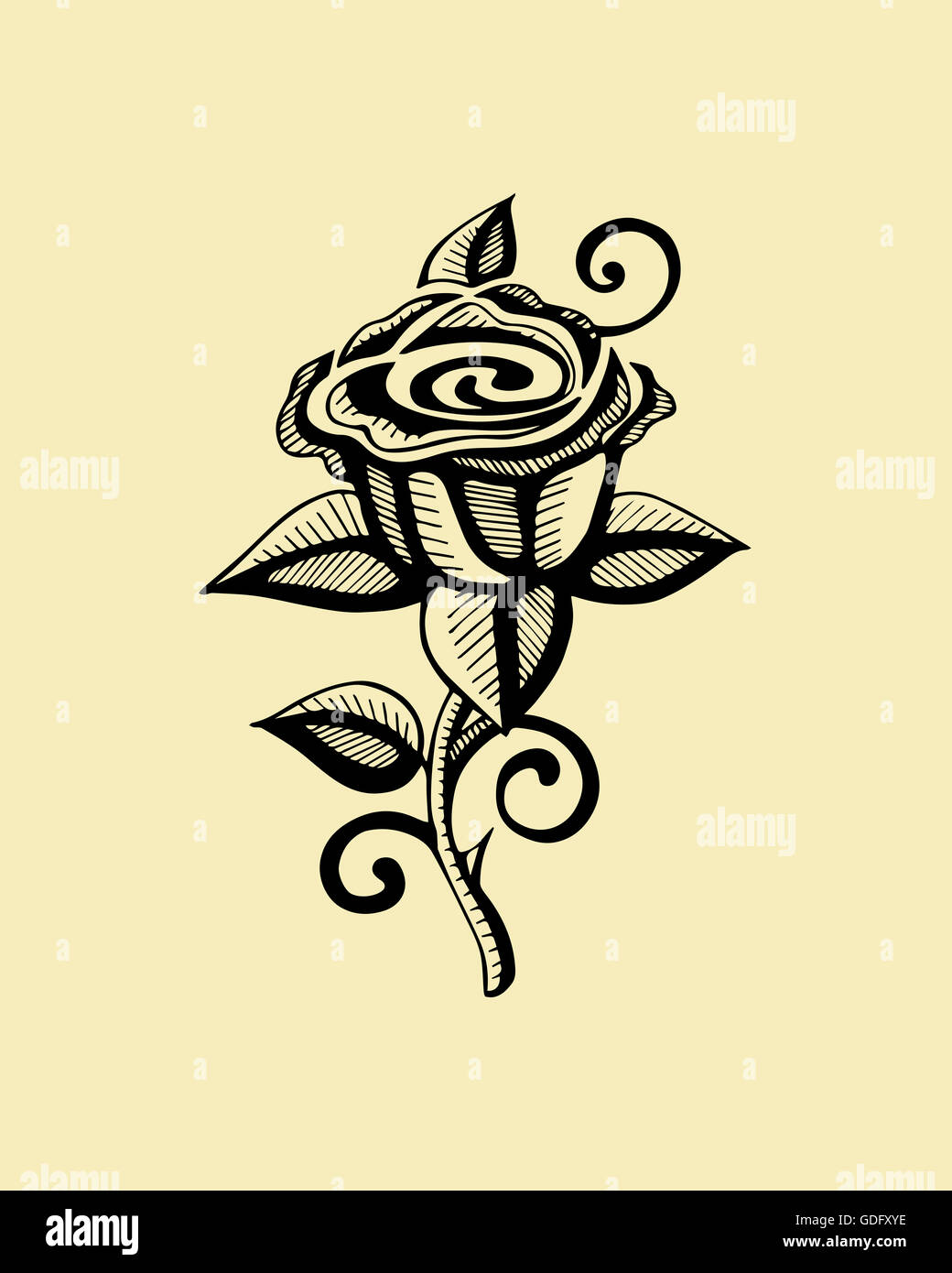 Hand drawn illustration or drawing of a rose flower Stock Photo - Alamy