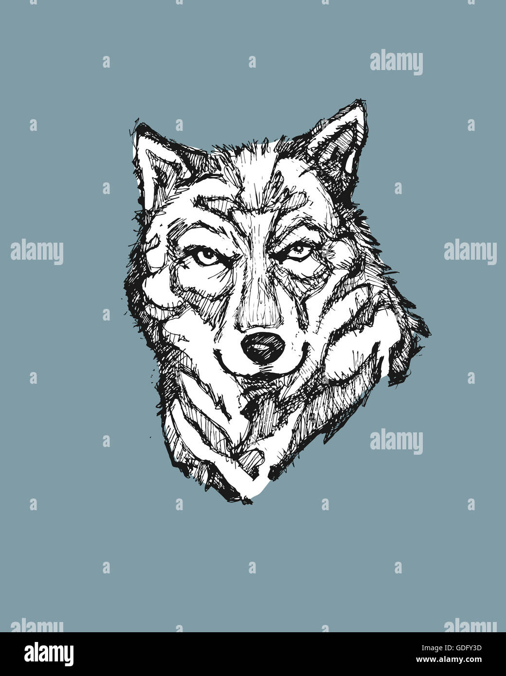 Hand drawn illustration or drawing of a wolf Stock Photo - Alamy