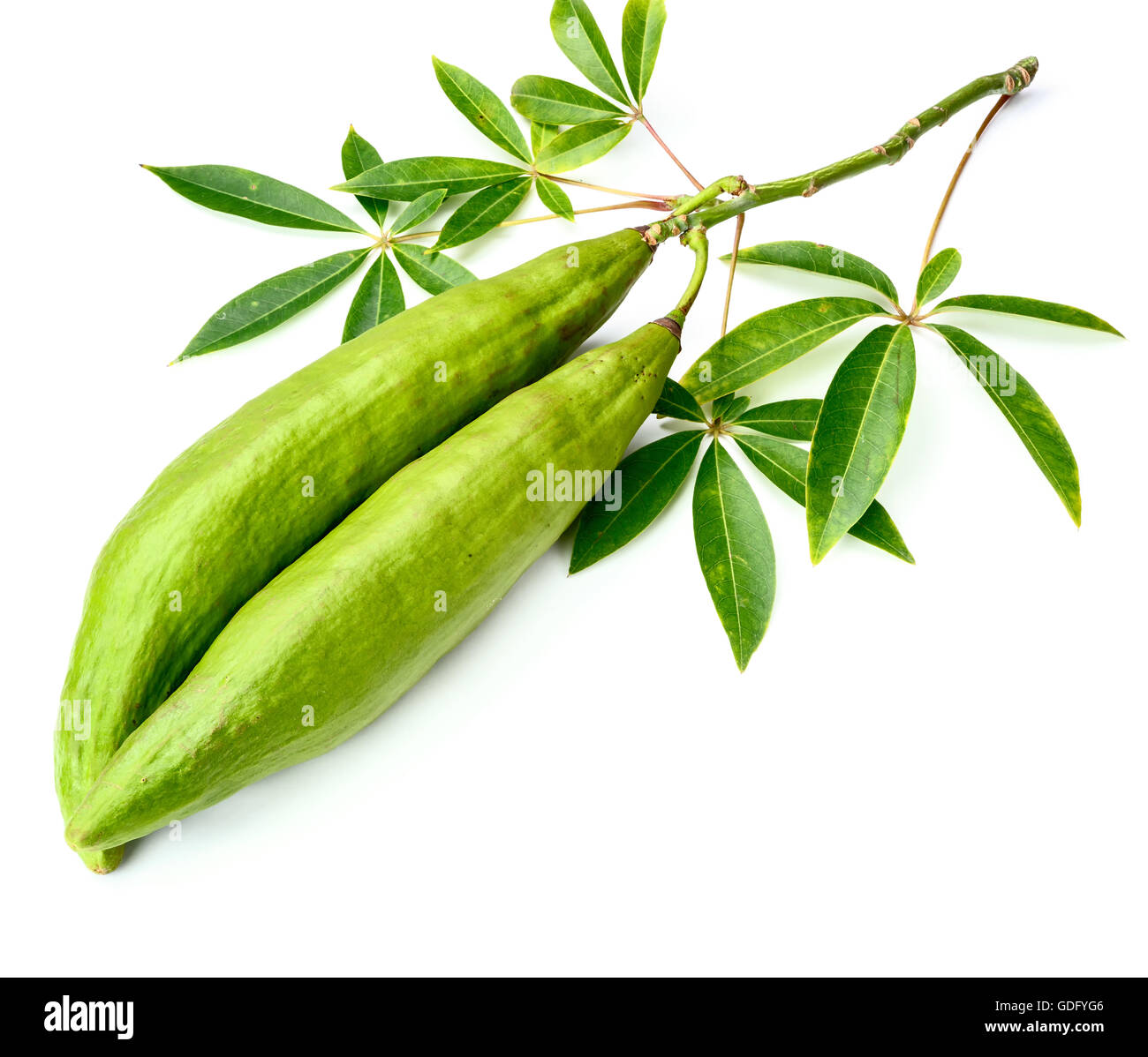 fresh ceiba pods on white Stock Photo - Alamy