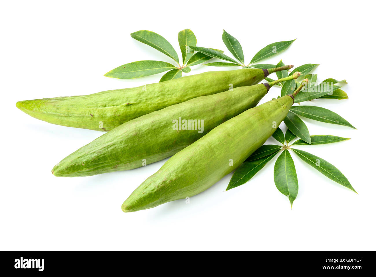 The ceiba tree Cut Out Stock Images & Pictures - Alamy