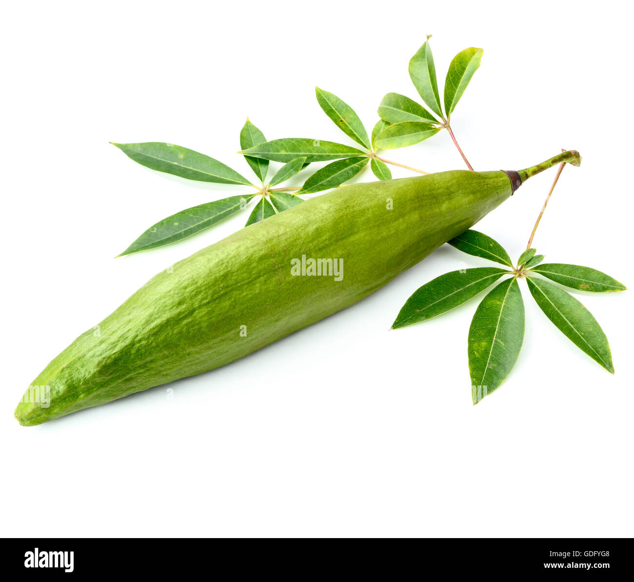 The ceiba tree Cut Out Stock Images & Pictures - Alamy