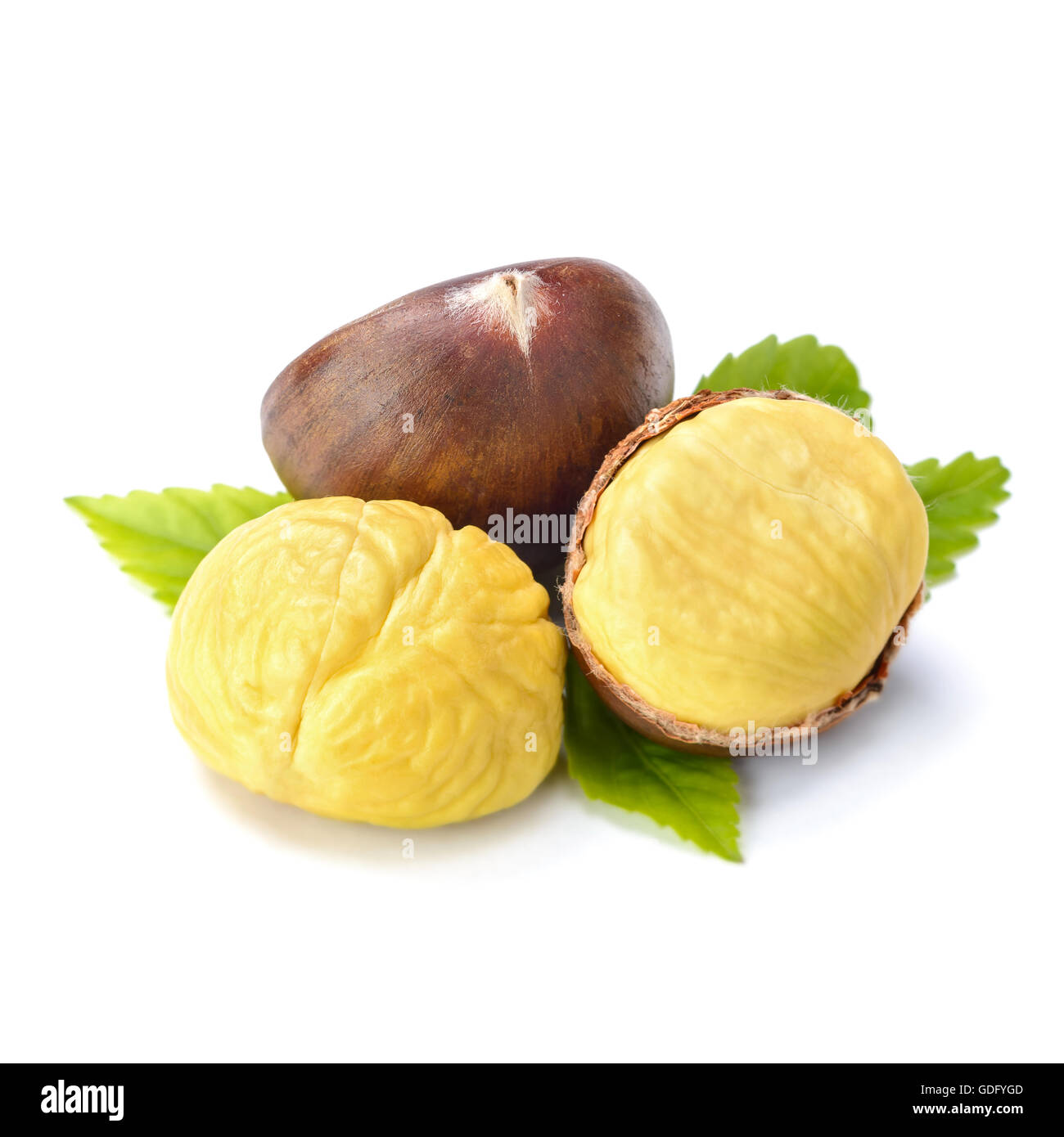 chestnut on white Stock Photo - Alamy