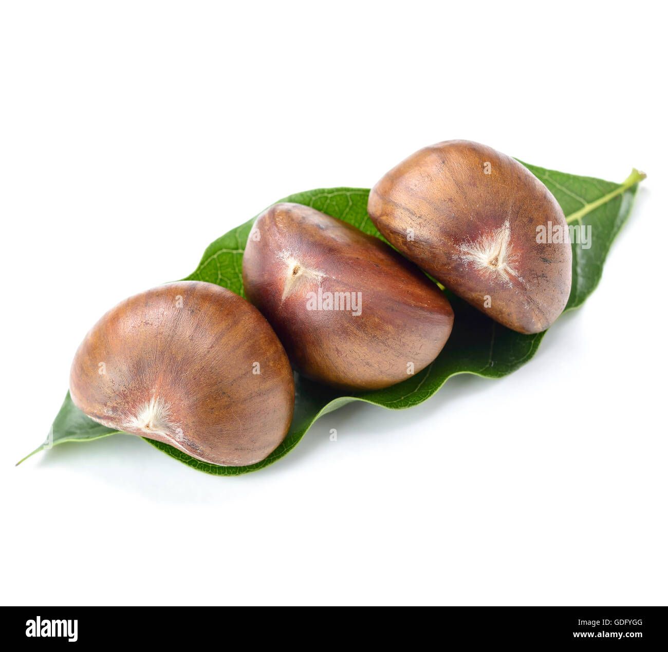 Chestnuts shell isolated on Cut Out Stock Images & Pictures - Alamy