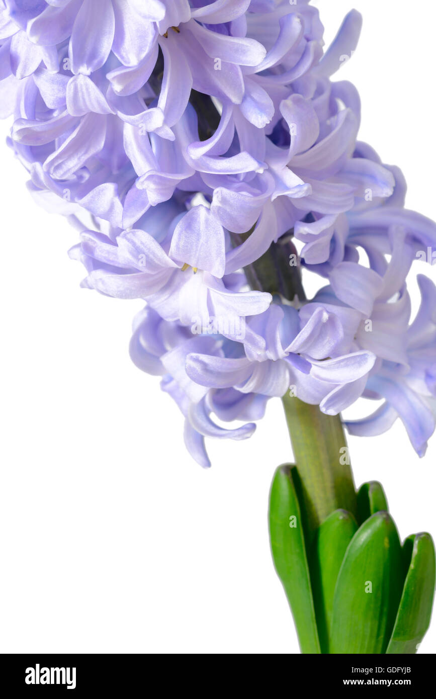 Purple hyacinth flowers hi-res stock photography and images - Alamy