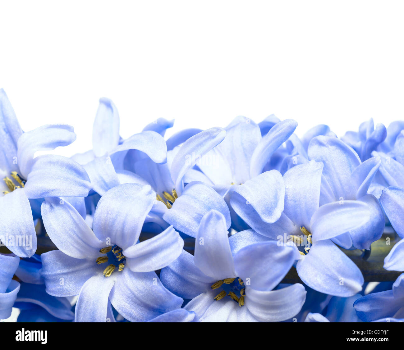 blue hyacinth flower Stock Photo - Alamy
