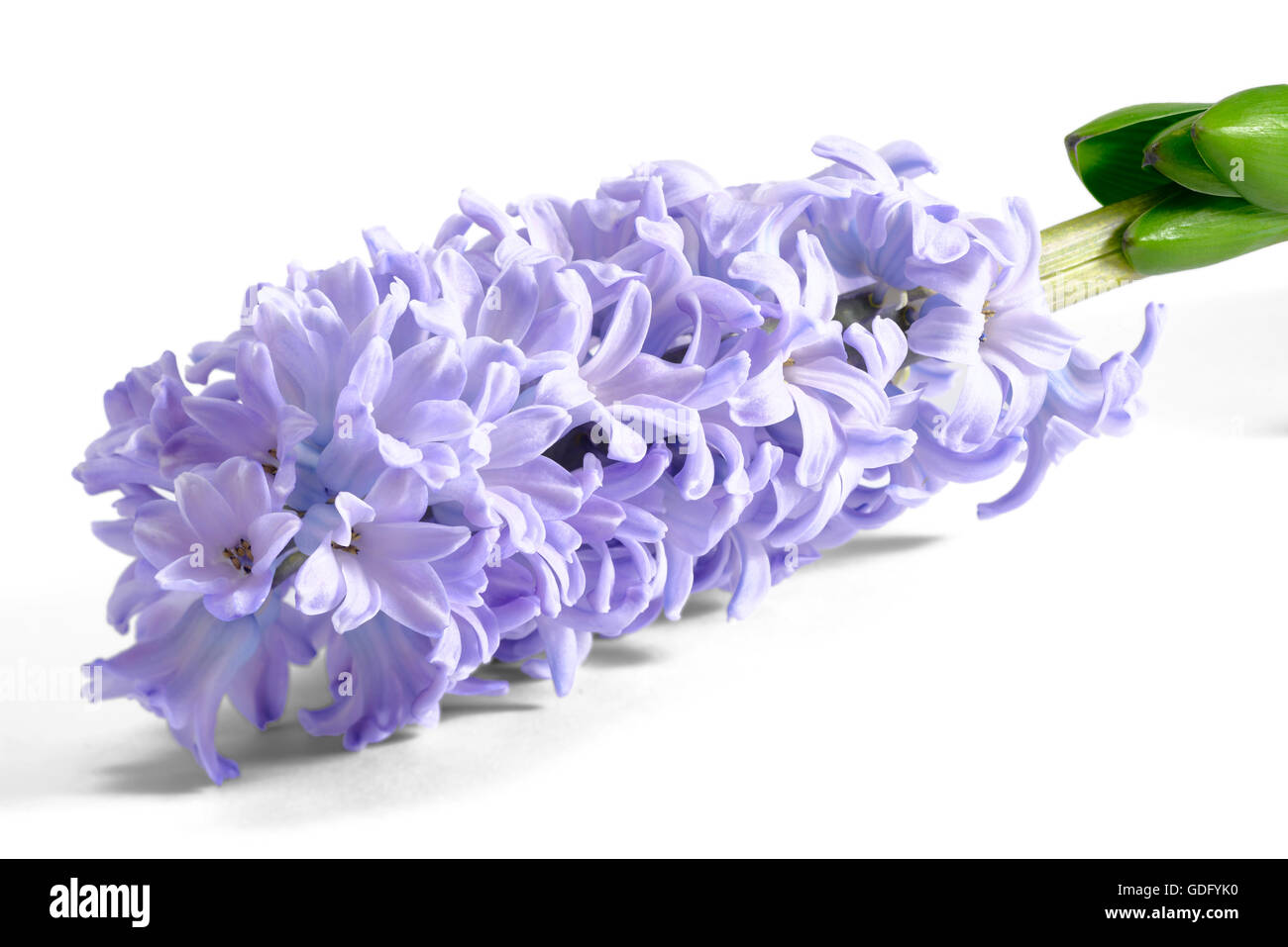 purple hyacinth flower on white Stock Photo - Alamy