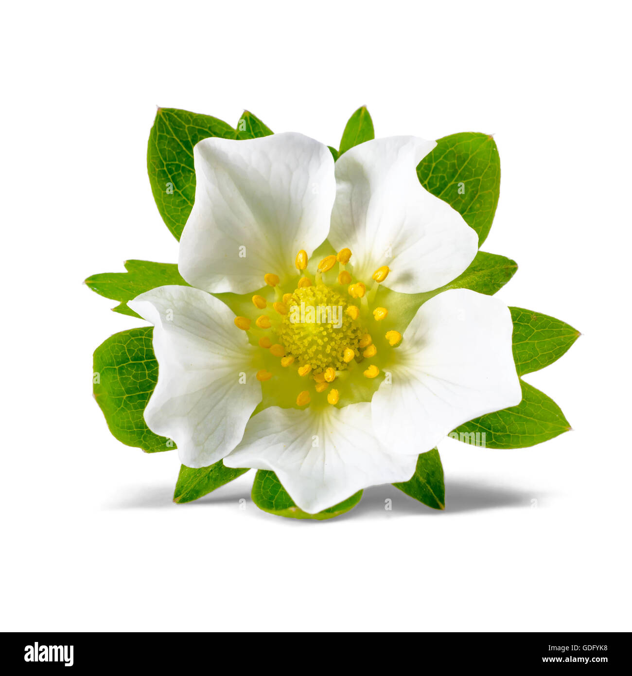 Close up strawberry flower hi-res stock photography and images - Alamy
