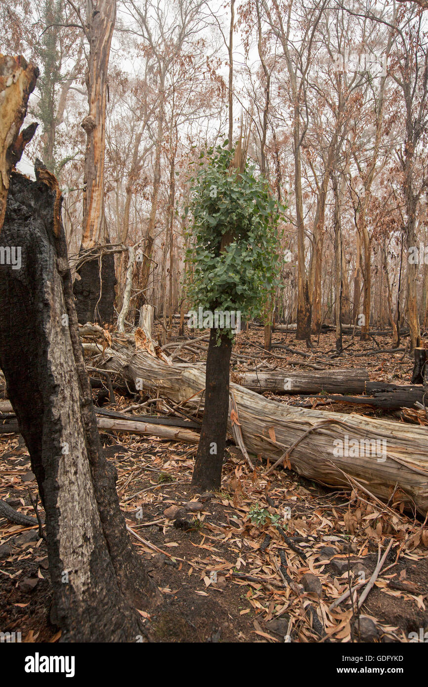Bushfire australia regrowth hi-res stock photography and images - Alamy