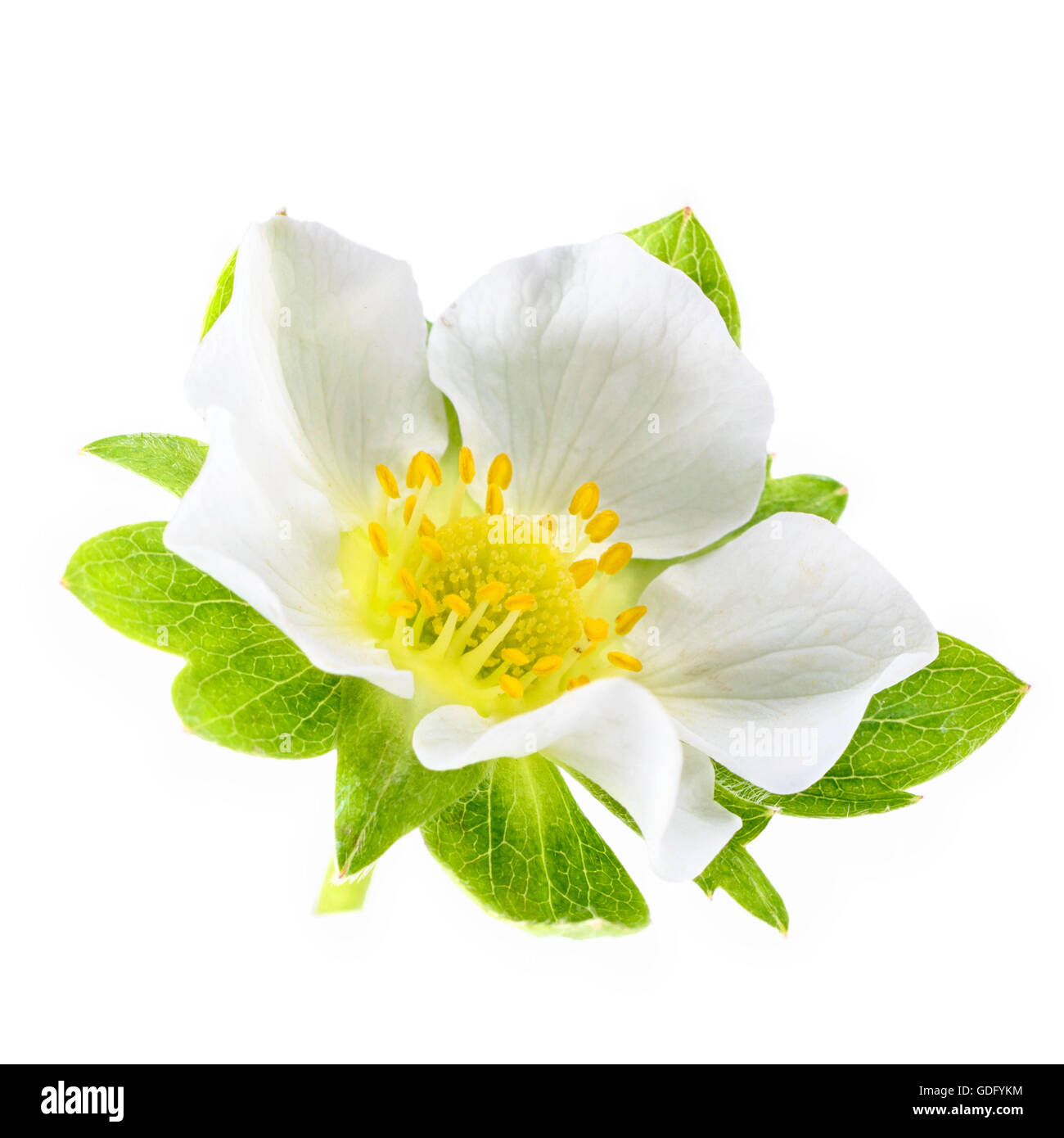 Simple fresh flower hi-res stock photography and images - Alamy