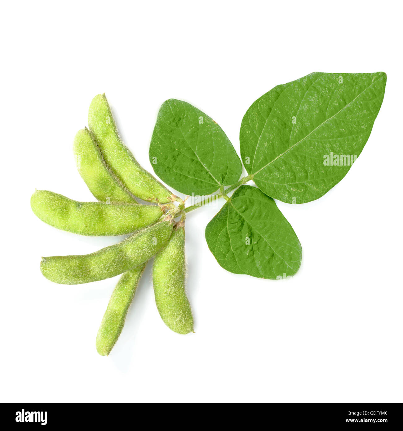 Soybean closeup Cut Out Stock Images & Pictures - Alamy