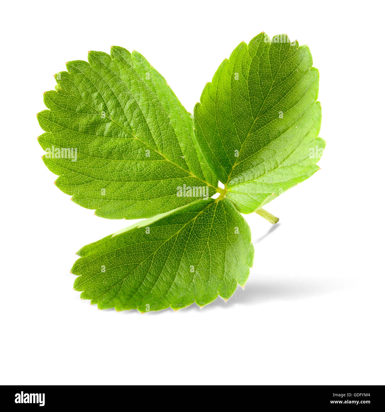 Strawberry leaf hi-res stock photography and images - Alamy