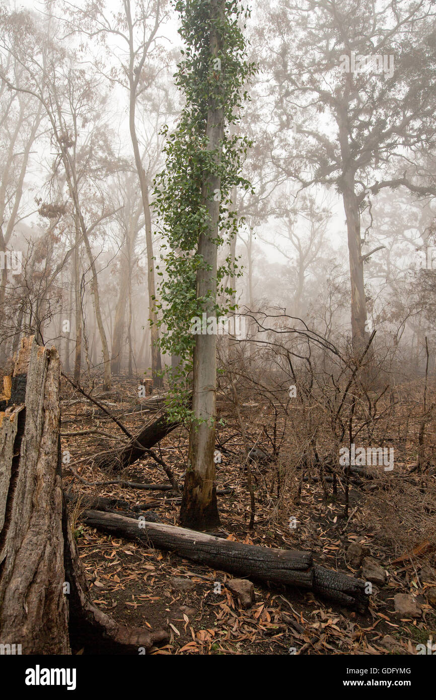 Bushfire australia regrowth hi-res stock photography and images - Alamy
