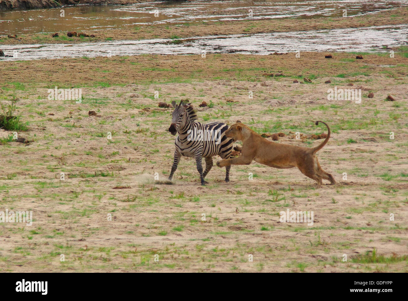 Lion chasing prey hi-res stock photography and images - Alamy