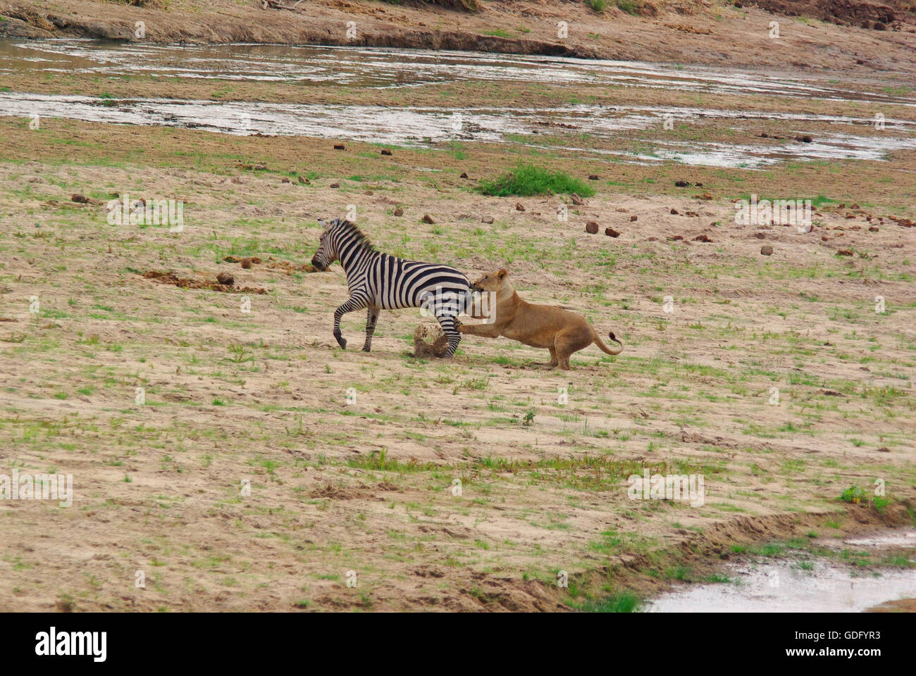 Lion chasing zebra hi-res stock photography and images - Alamy