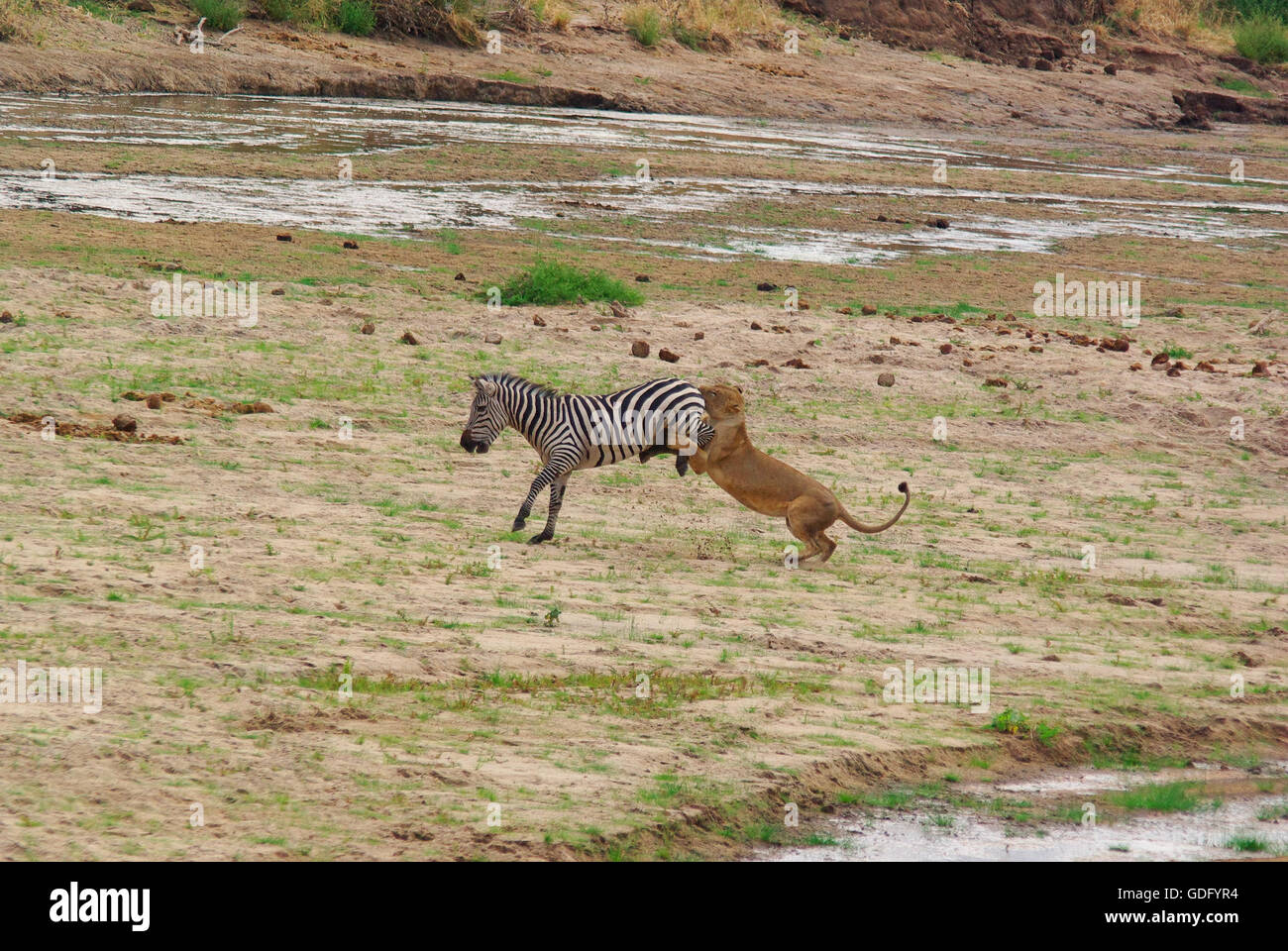 Lion and zebra hi-res stock photography and images - Alamy