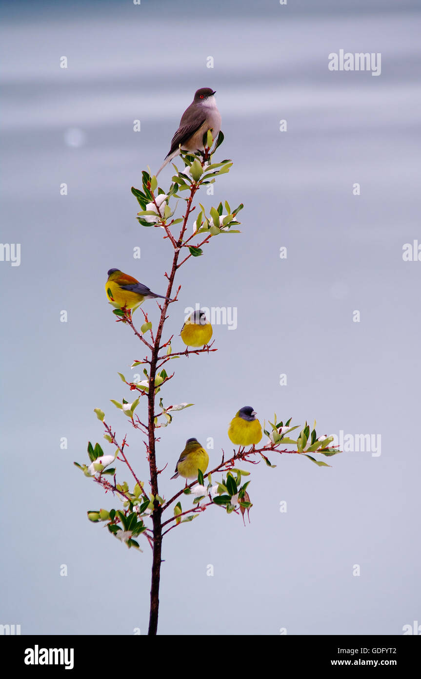 Birds on a tree Stock Photo - Alamy