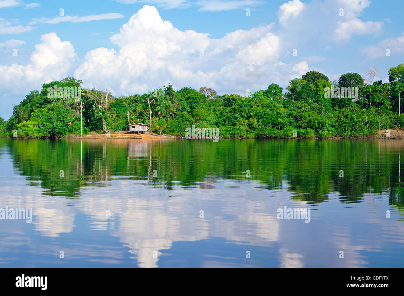 Native to the amazon river hi-res stock photography and images - Alamy