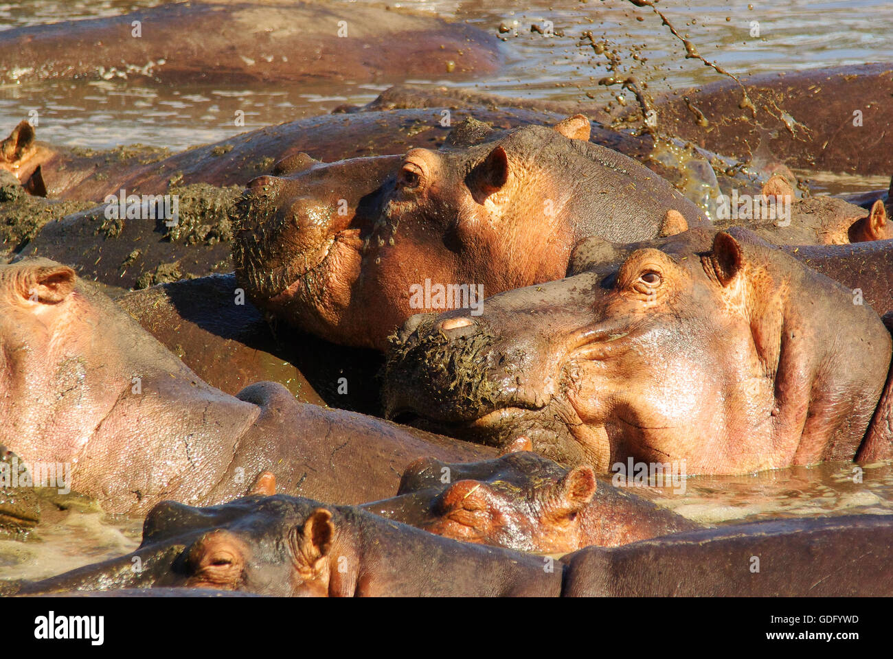 Hippo at lake hi-res stock photography and images - Alamy