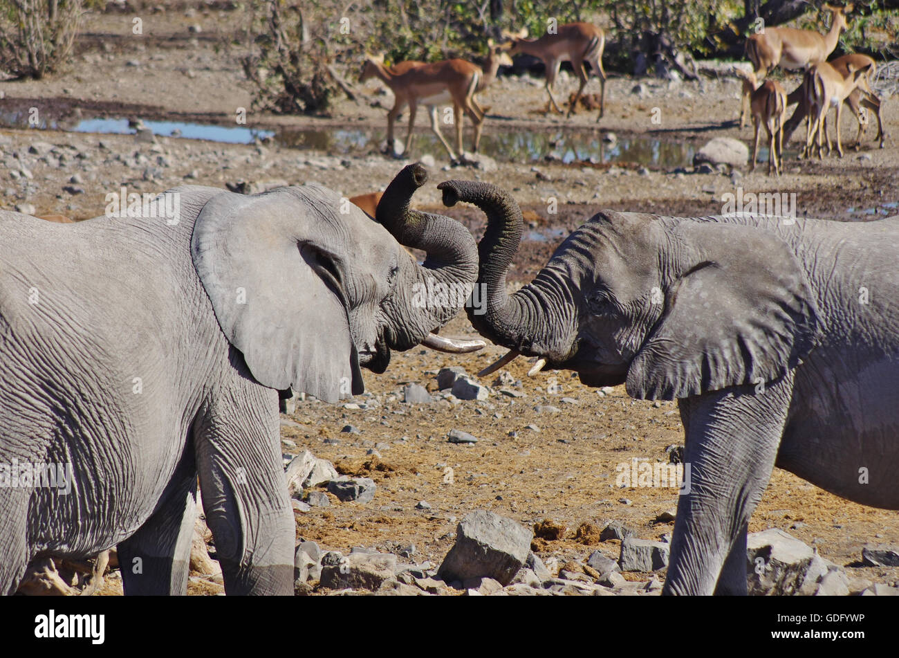Elephant trunks hi-res stock photography and images - Alamy