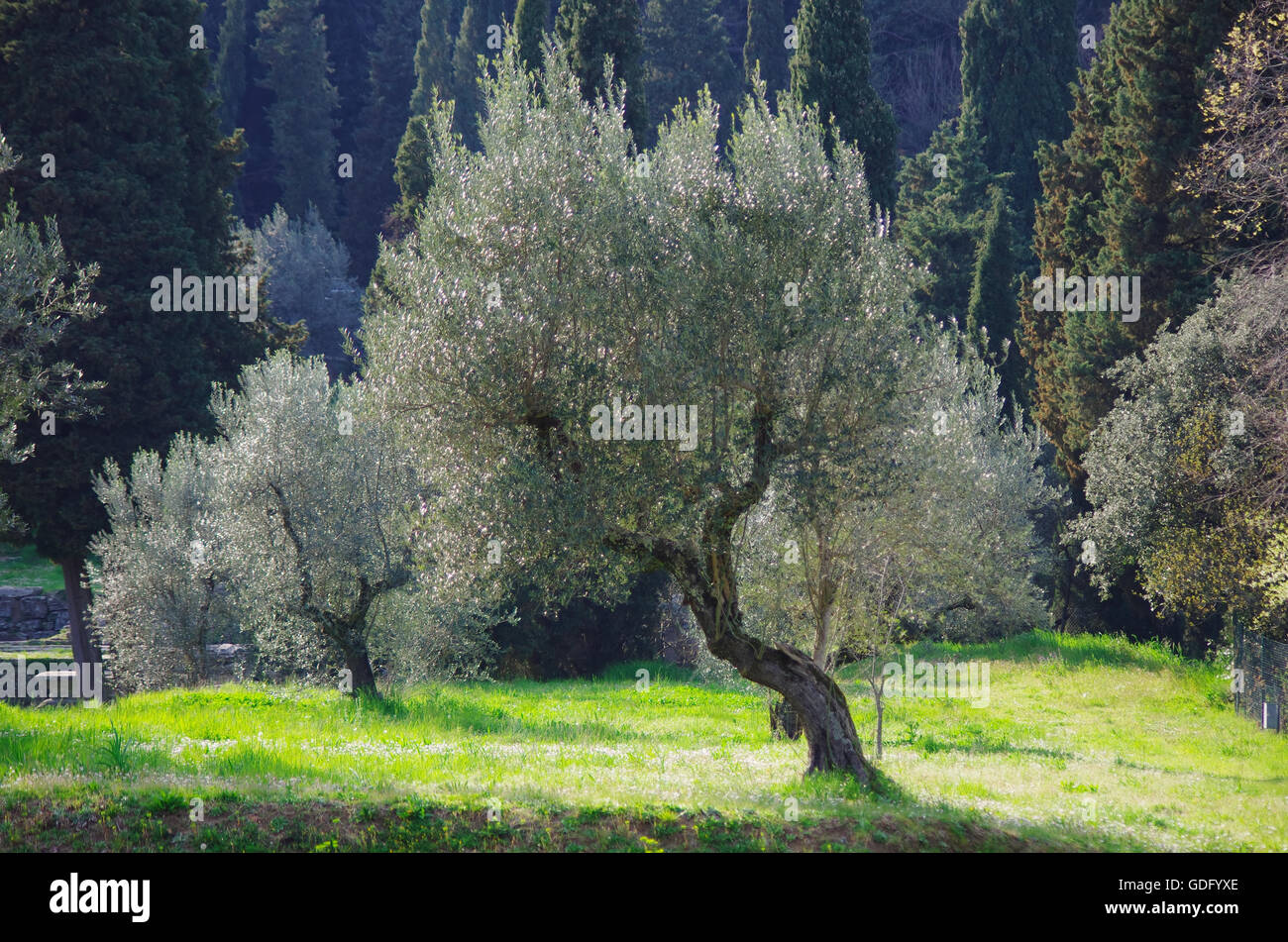 Tree landscape with nature hi-res stock photography and images - Alamy