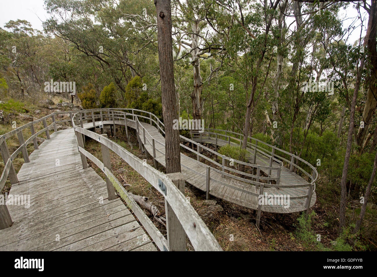 Unique curved wooden boardwalk snaking through forest above rocky ...